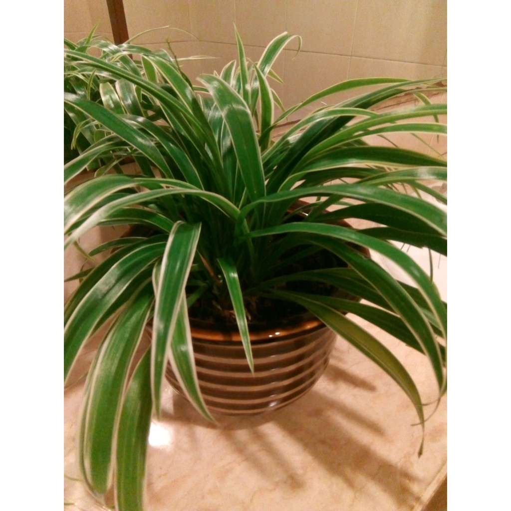 Jual tanaman hias lili paris umbi, spider plant umbi | Shopee Indonesia