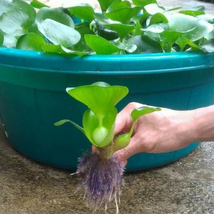 Jual tanaman air eceng gondok - Enceng gendok | Shopee Indonesia