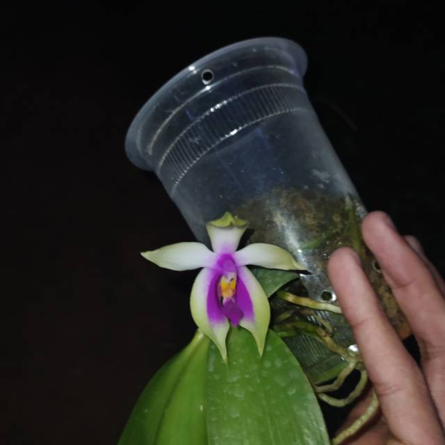 Jual Phalaenopsis bellina | Shopee Indonesia Jual Phalaenopsis bellina | Shopee Indonesia