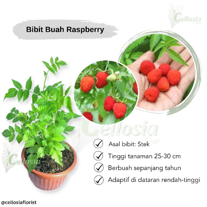 Jual Bibit Tanaman Buah Raspberry / Rasberi Merah Stek Cepat Berbuah ...