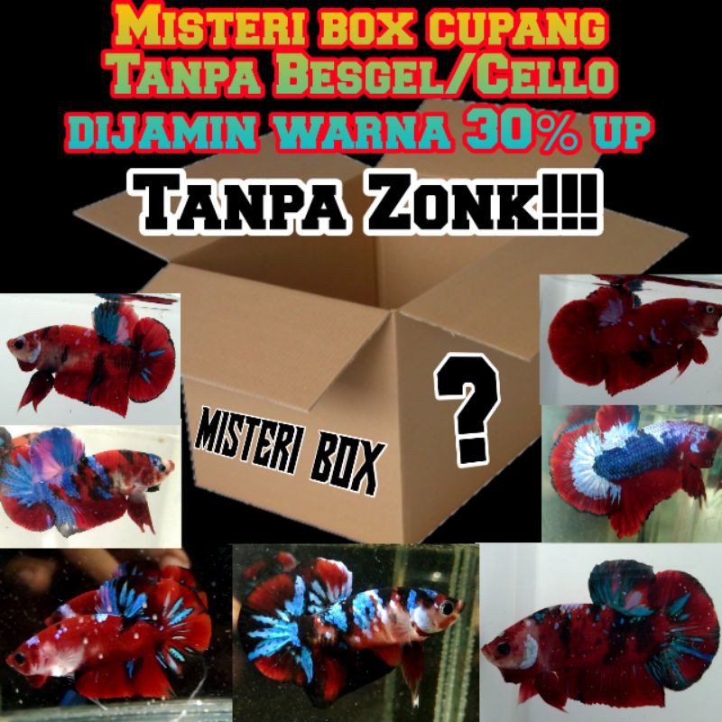 Jual Misteri Box Cupang Tanpa Zonk, dijamin dapat, minimal warna 30% ...