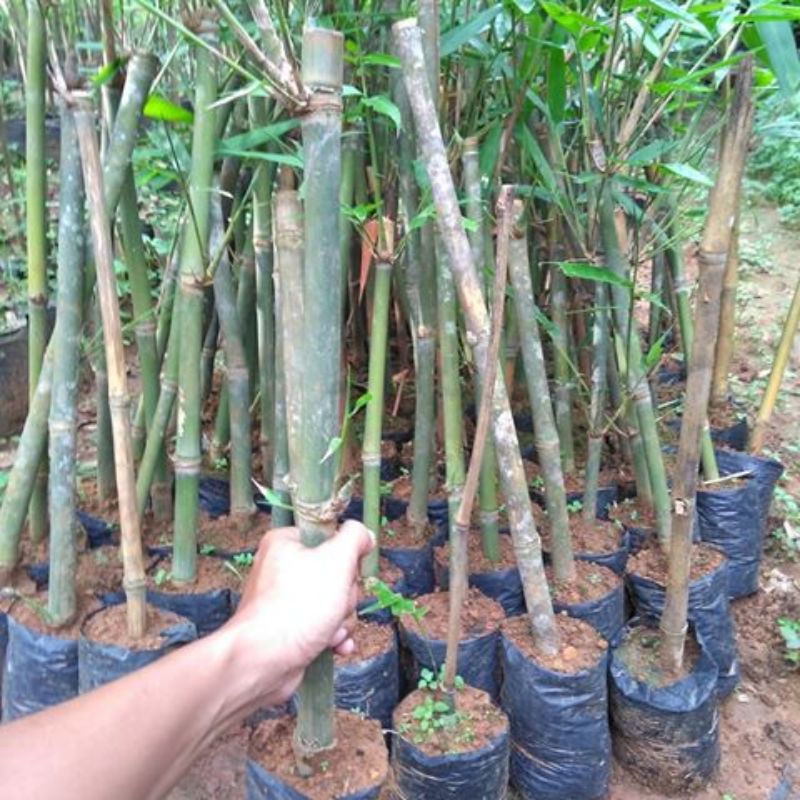 Jual ASLI 100% BIBIT POHON BAMBU PETUNG/ BAMBU BESAR (JUMBO) | Shopee ...