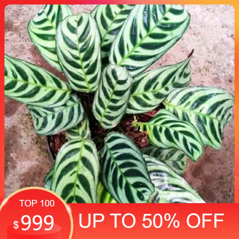 Jual tanaman hias calathea sepat / calathea sepat / tanaman hias ...