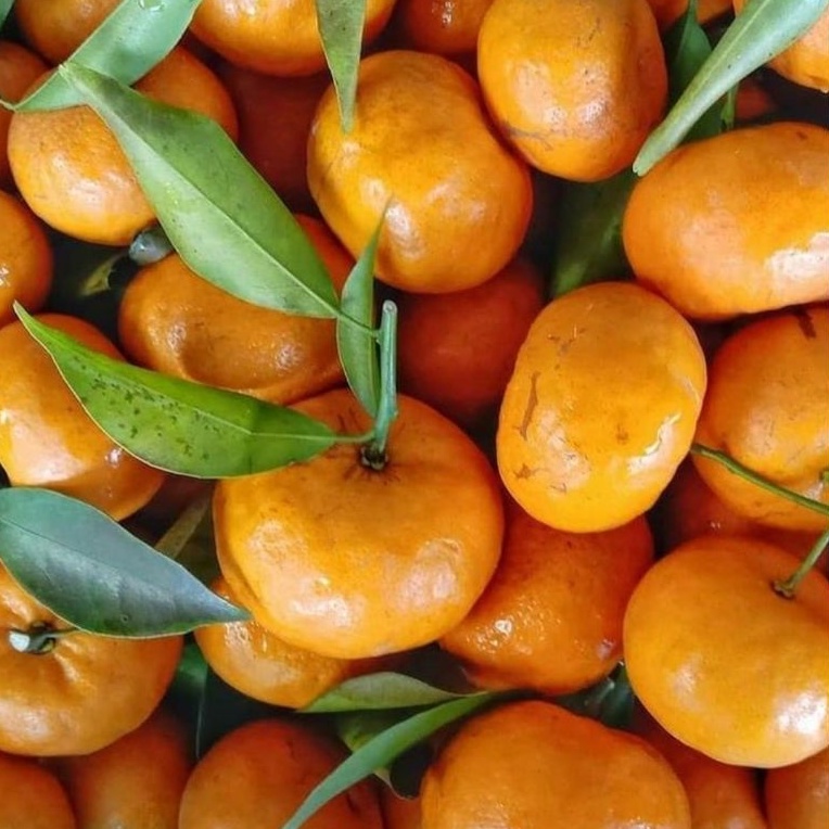 Jual JERUK SANTANG FRESH SEGAR 1 KG / PACK | Shopee Indonesia