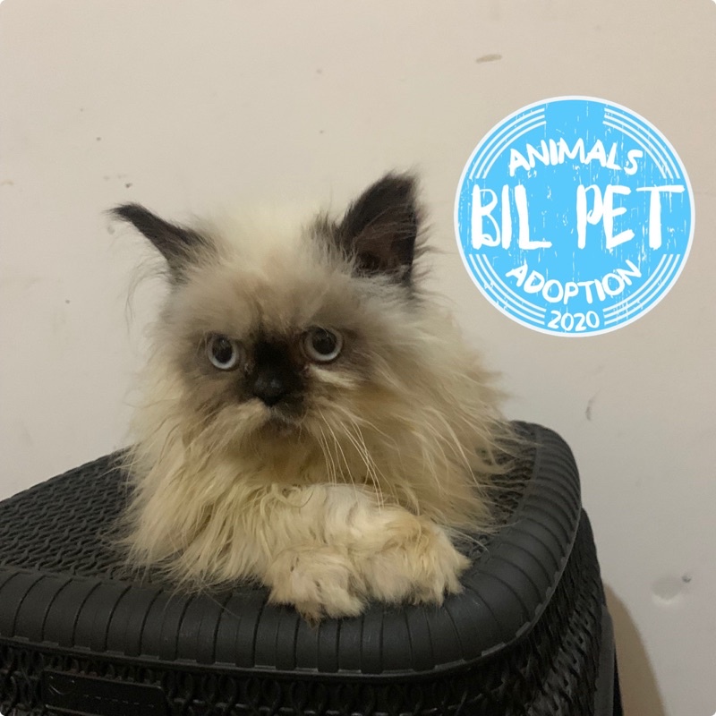 Jual KUCING HIMALAYA MIX RAGDOLL | Shopee Indonesia