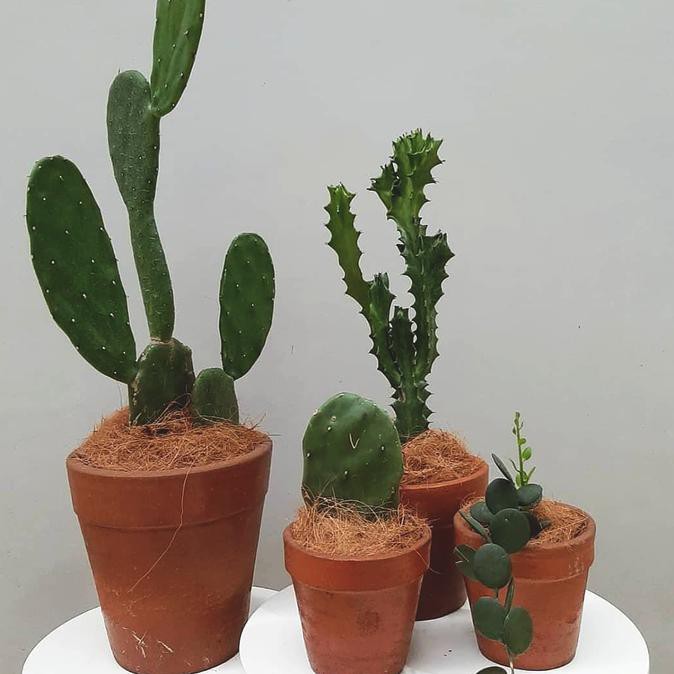 Jual pupuq- coco coir / coconut fibre - pengalas tanaman hias / indoor ...