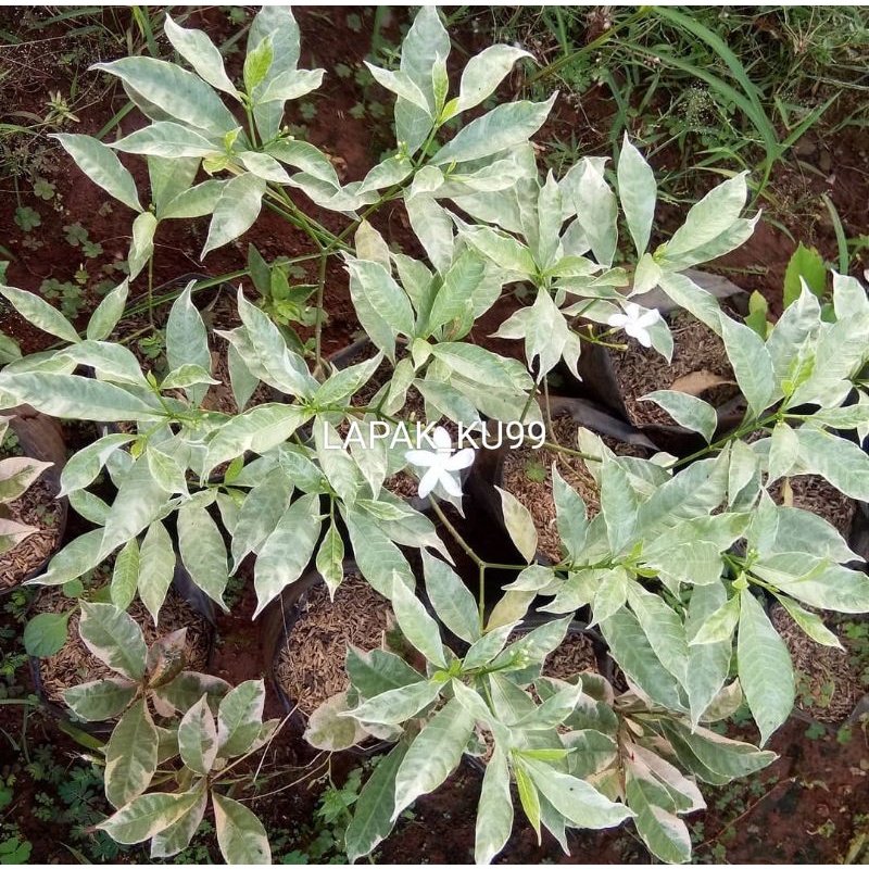 Jual TANAMAN HIAS ROMBUSA SILVER ( BELI 5 BONUS 1 ) SIAP PAJANG ( BONUS ...