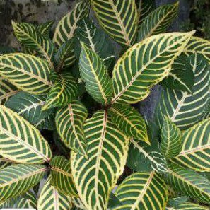 Jual Tanaman hias APHELANDRA zebra plant serat kuning | Shopee Indonesia