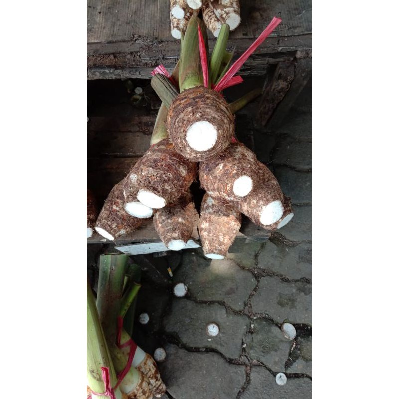 Jual Talas bogor | Shopee Indonesia