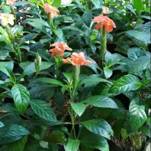 Jual tanaman hias crossandra-tanaman bunga kasandra tanaman hias ...