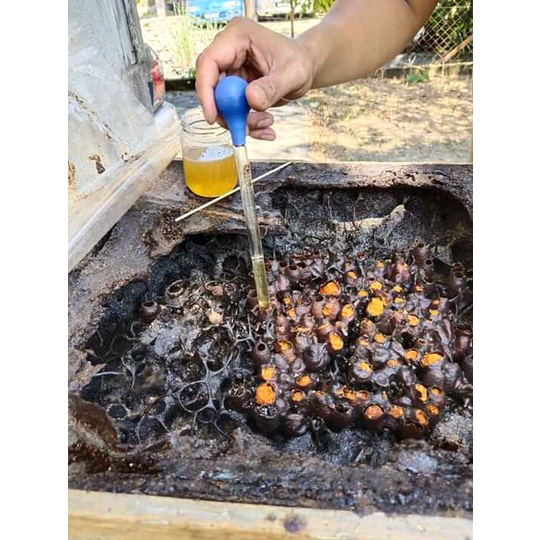 Jual TRIGONA KLANCENG TORACIKA TORASICA TORASIKA SAYAP OREN KELULUT ...