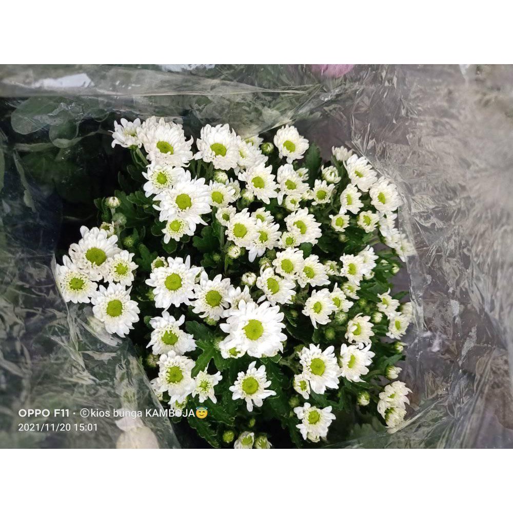 Jual Bunga Krisan Matahri (Kecil Bunganya) | Shopee Indonesia