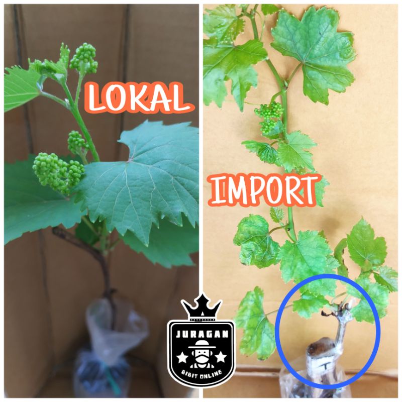 Jual Tanaman Anggur Import Berbunga Hasil Grafting | Shopee Indonesia Jual Tanaman Anggur Import Berbunga Hasil Grafting | Shopee Indonesia