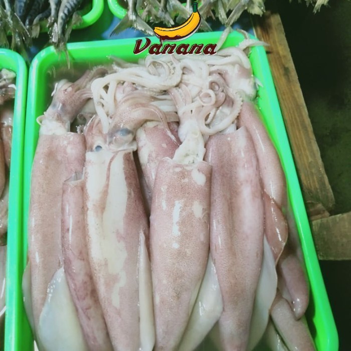 Jual Cumi besar 1/2kg (500g) | Shopee Indonesia