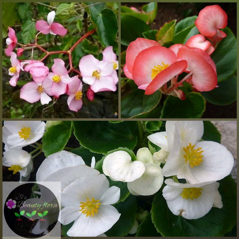 Jual PAKET 3 WARNA BEGONIA CUCULATA MURAH | Shopee Indonesia