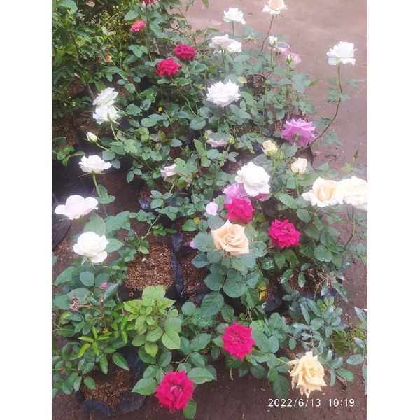 Jual BIBIT MAWAR IMPOR KONDISI BERBUNGA (BISA DITARUH POT) | Shopee ...