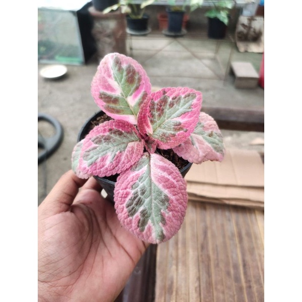 Jual episcia cleopatra | Shopee Indonesia