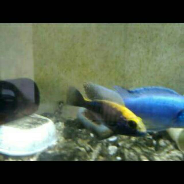 Jual Protomelas Spilonotus Mara Rocks Sulfur Head - African Cichlid ...