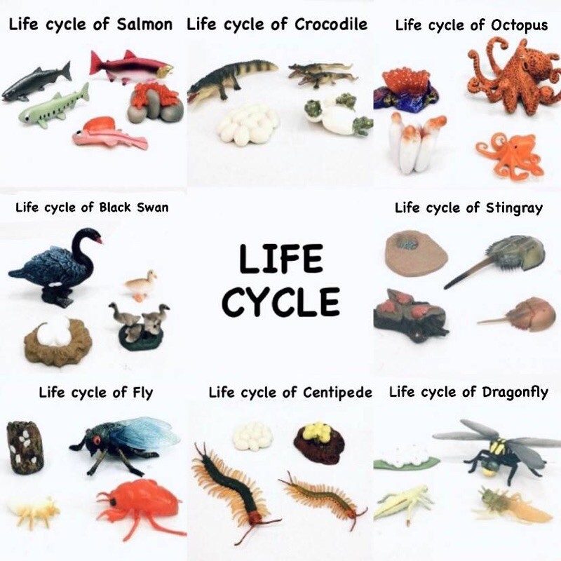 Jual Life Cycle Figurine Mainan Edukasi Anak Miniatur Siklus Hidup ...