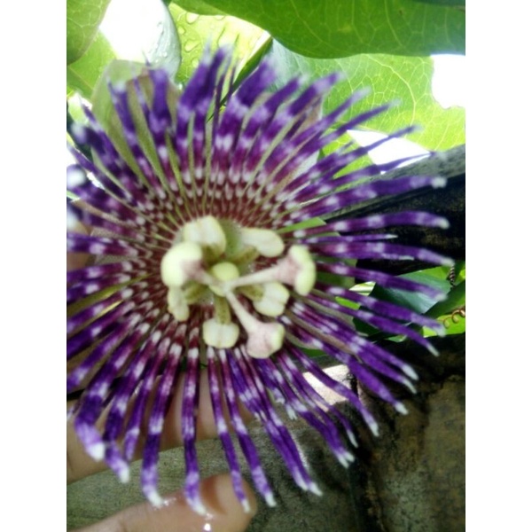 Jual Markisa lilikoi Passiflora Laurifolia Jamaican Lilikoi | Shopee ...