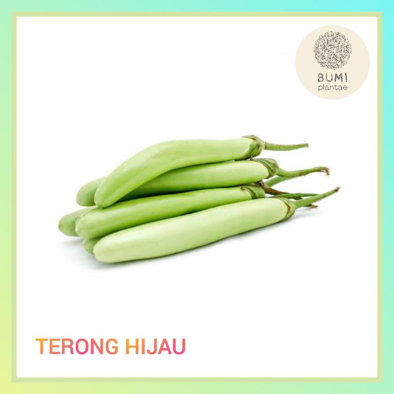Jual Terong Hijau 500 gram - Sayur Segar | Shopee Indonesia
