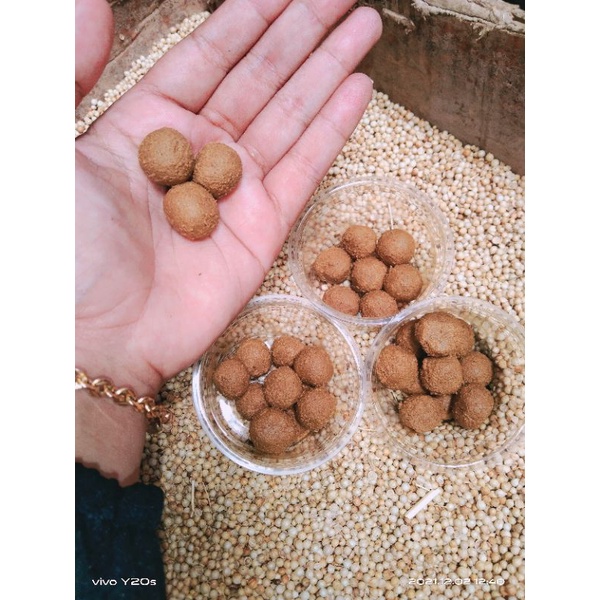 Jual BABANYUN Khas Kalsel ( untuk campuran Lulur/batimung) ada isi 10 ...
