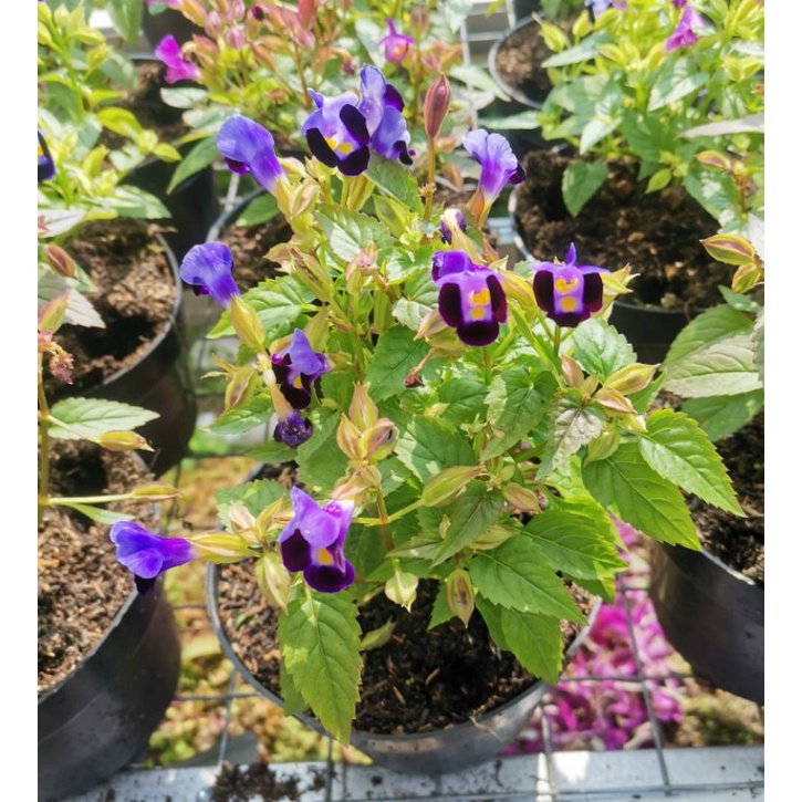 Jual tanaman hias edible flower torenia ungu | Shopee Indonesia