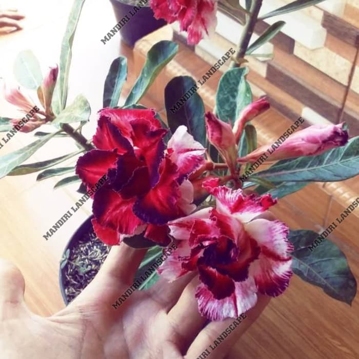 Jual PROMO BESAR !! Bibit Bunga Kamboja Adenium Wonderland | Shopee ...