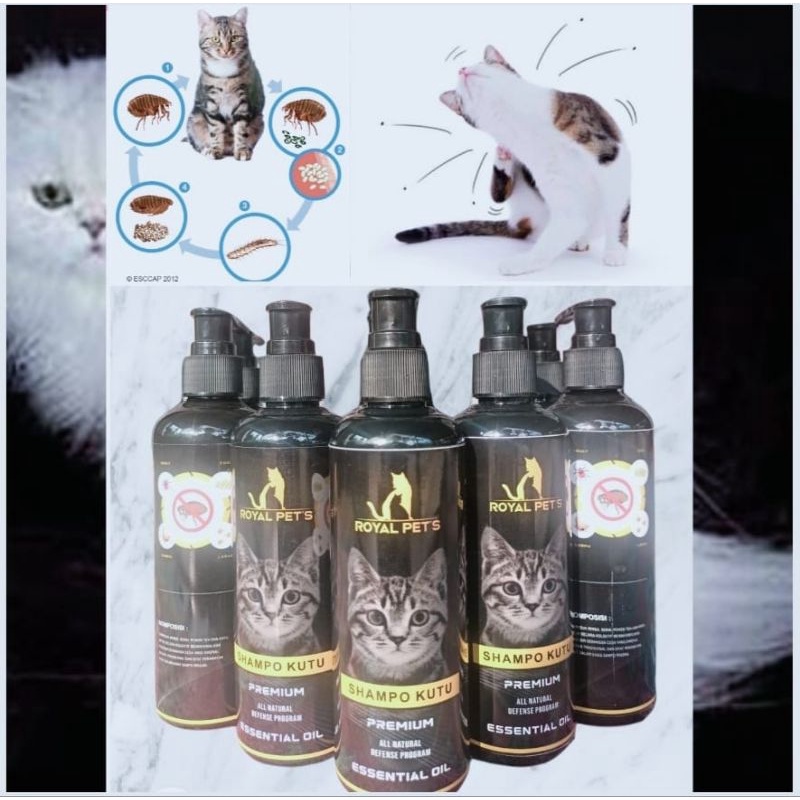 Jual SHAMPO Kutu 250ML ROYAL PETS PREMIUM flea shampoo premium For Cats ...