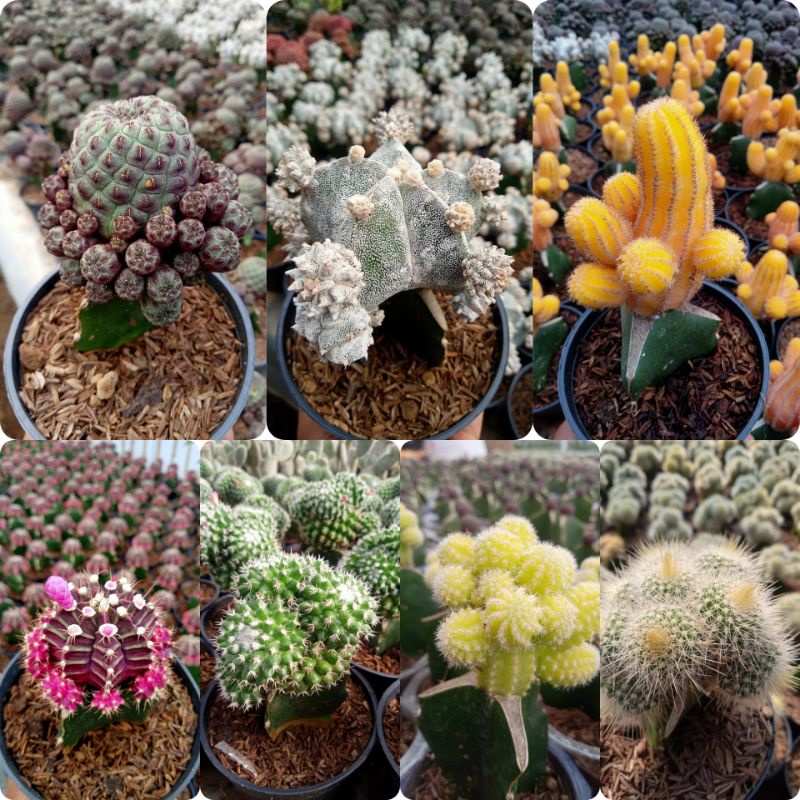 Jual tanaman kaktus bebas pilih freepot | Shopee Indonesia