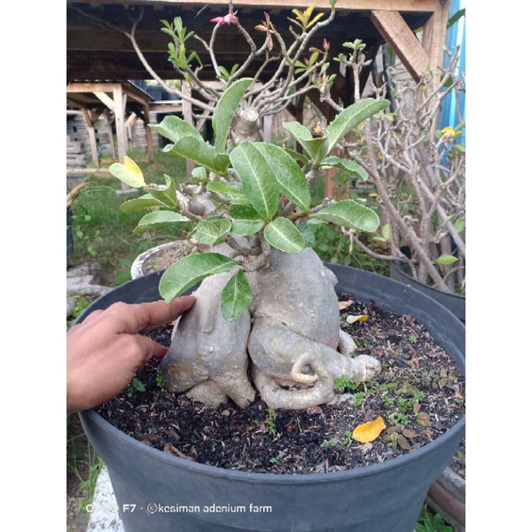 Jual Arabicum adenium big size | Shopee Indonesia
