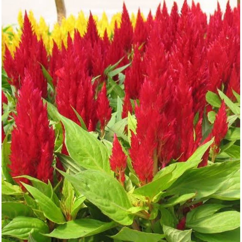 Jual Tanaman Hias Bunga Celosia Merah / Jengger Ayam | Shopee Indonesia