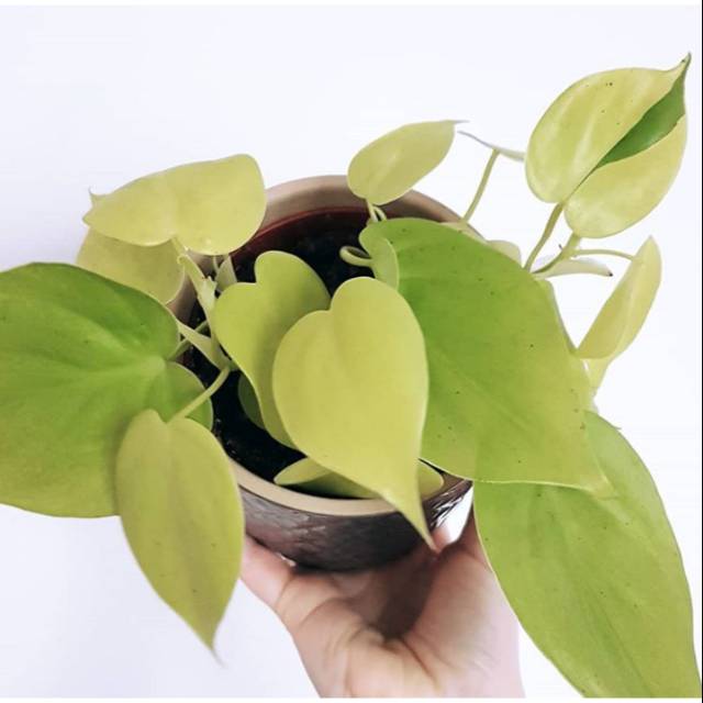 Jual philodendron philo lemon lime | Shopee Indonesia