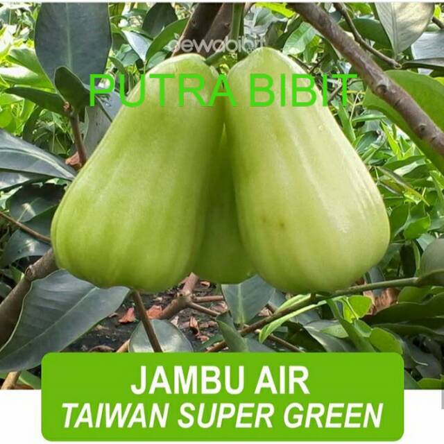 Jual Jambu air Taiwan super green! Tanaman jambu air | Shopee Indonesia