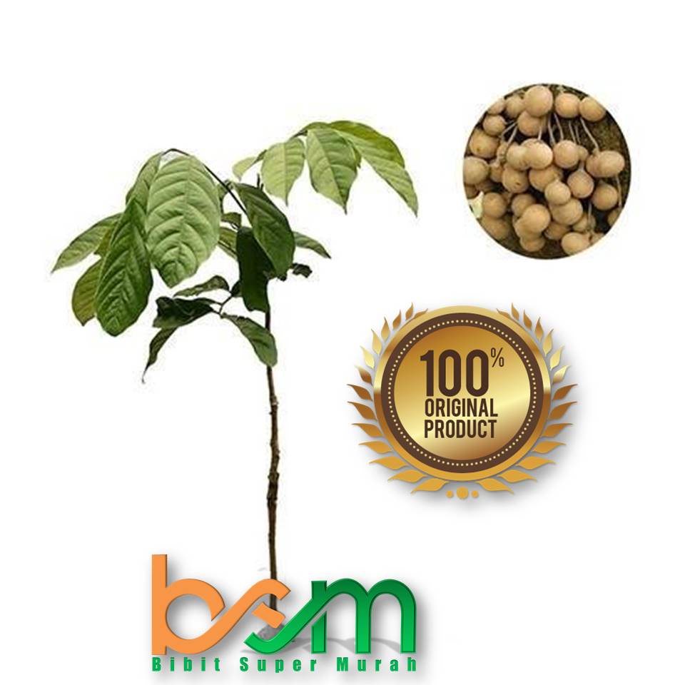 Jual Bibit Tanaman Buah Langsep Langsap Atau Langsat Unggul! | Shopee ...