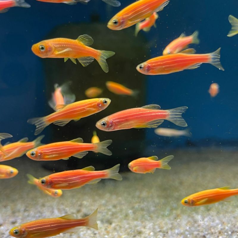 Jual ikan hias danio zebra glofish sunkist orange aquascape | Shopee ...