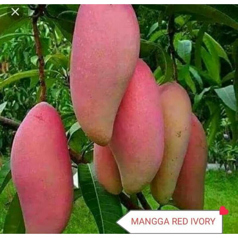 Jual MANGGA IMPORT RED IVORY UKURAN 1 METER OKULASI CEPAT BERBUAH ...