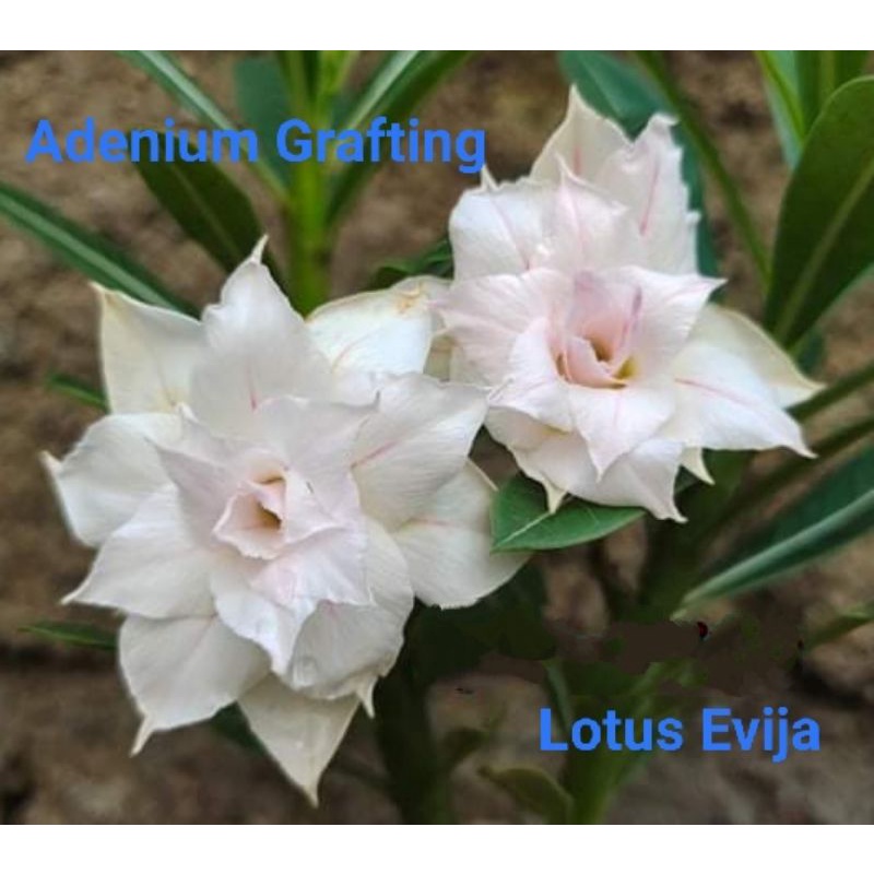 Jual Adenium bunga tumpuk "Lotus Evija" | Shopee Indonesia