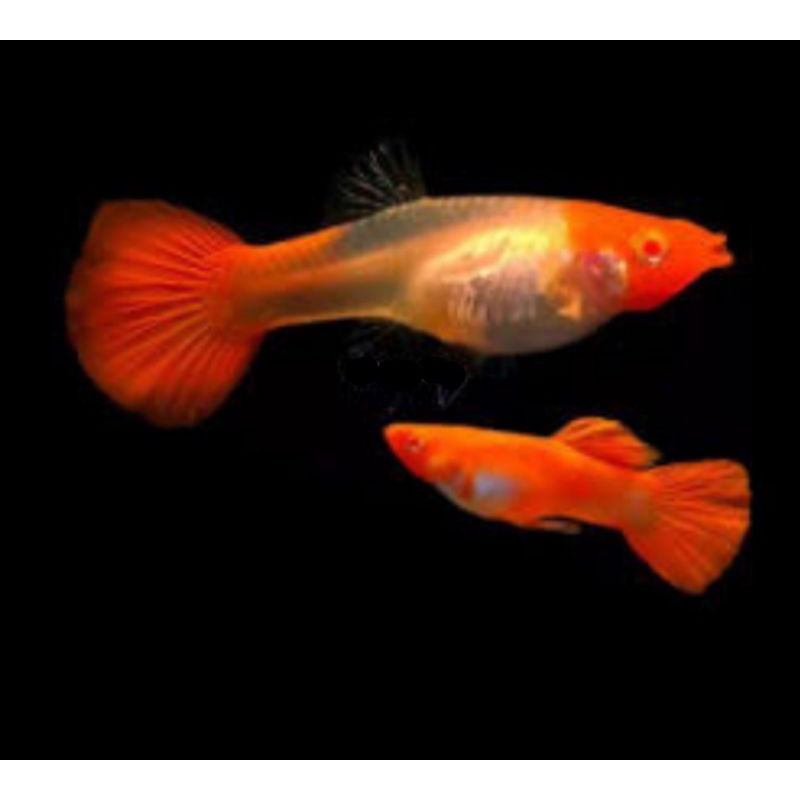 Jual Ikan hias guppy Albino koi red ear pasangan | Shopee Indonesia
