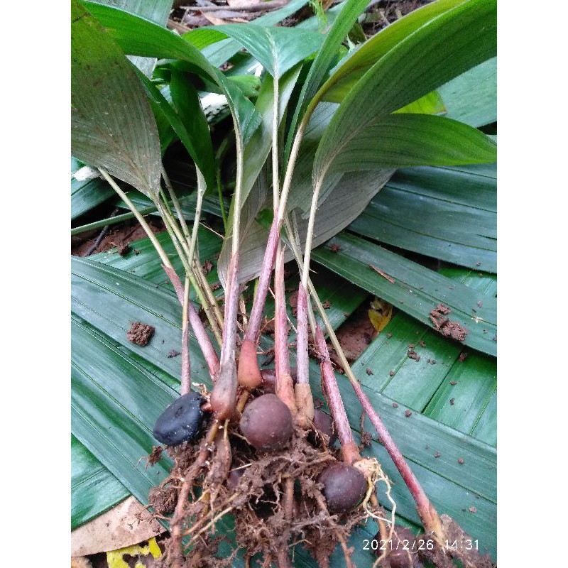 Jual BIBIT SALAK CABUTAN PERBIJI / BIBIT BUAH SALAK PONDOH | Shopee ...