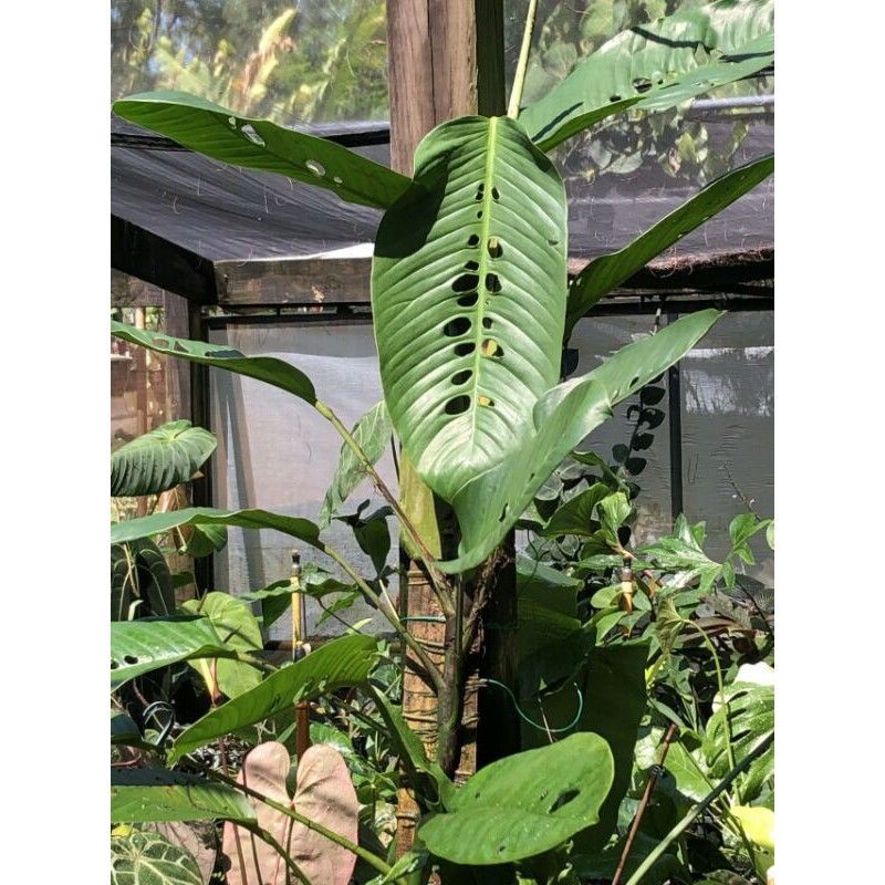 Jual BIBIT TANAMAN HIAS-MONSTERA JANDA BOLONG-Lokal Rhaphidophora ...