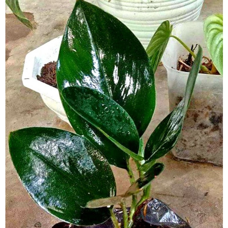 Jual Scindapsus Black Dark Form | Shopee Indonesia