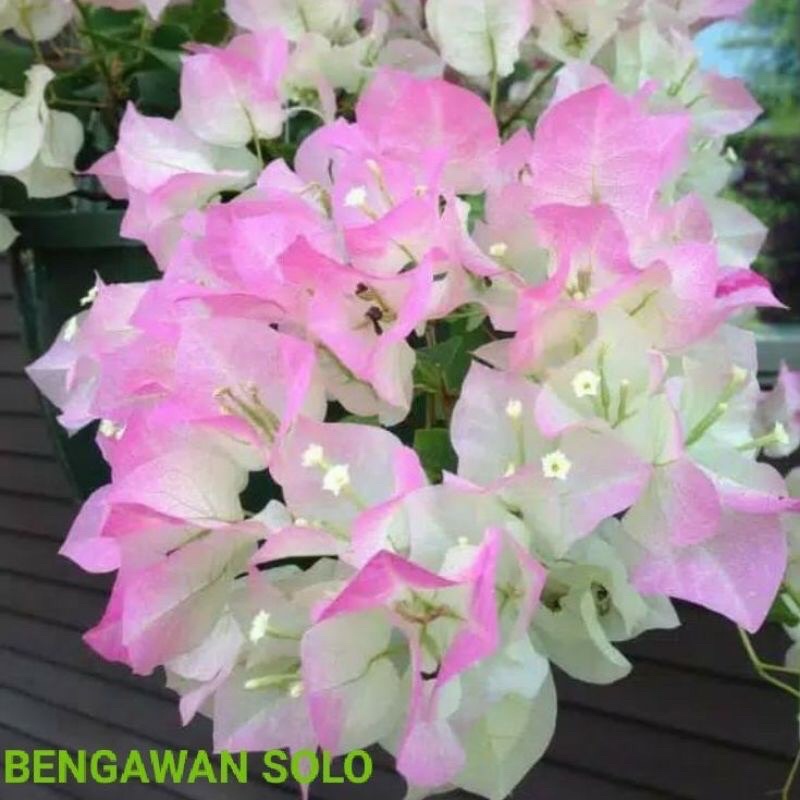 Jual Promo Pohon Bougenville Bengawan Solo Tanaman Hias Shopee