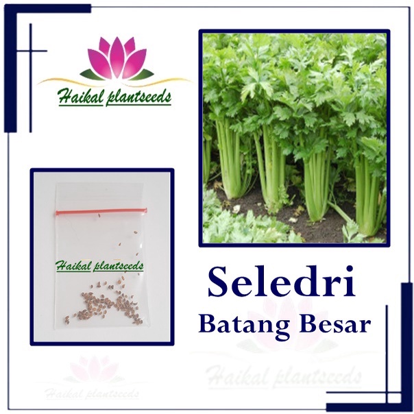 Jual 100 Biji Benih Bibit Seledri Batang Besar Tall Utah | Shopee Indonesia
