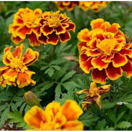Jual Bibit / Benih Biji Bunga Gumitir - Mitir - Gemitir French Marigold ...