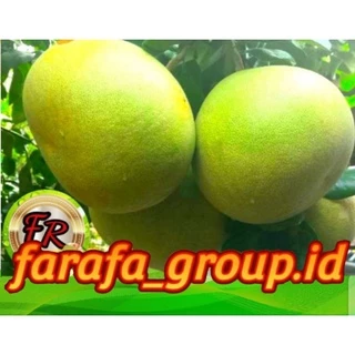 Jual Jeruk Bali Terlengkap & Harga Terbaru Juli 2024 | Shopee Indonesia