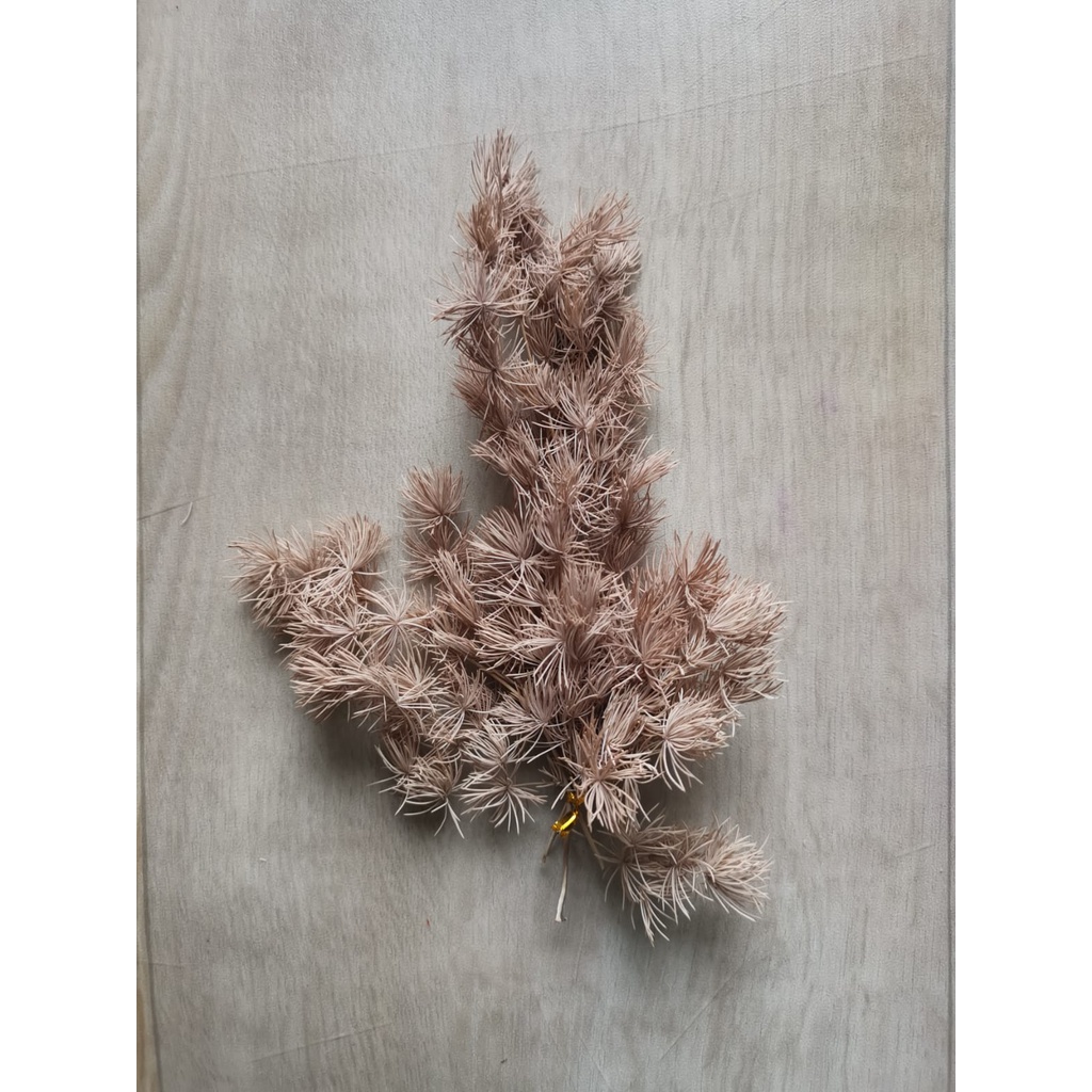 Jual Bunga Asparagus Bintang 5 gram Serba 15 Ribu | Shopee Indonesia
