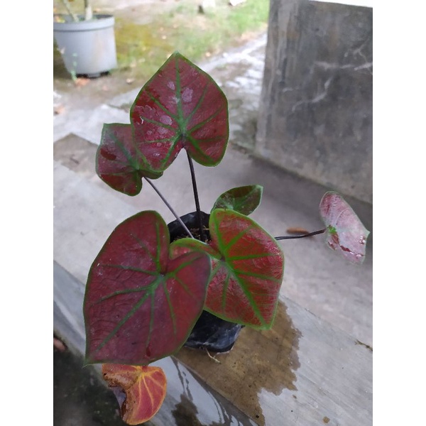 Jual Caladium Festivia/Red Arini (remaja) | Shopee Indonesia