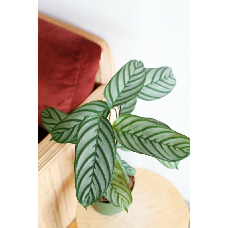 Jual Tanaman Hias calathea setosa | Shopee Indonesia Jual Tanaman Hias calathea setosa | Shopee Indonesia