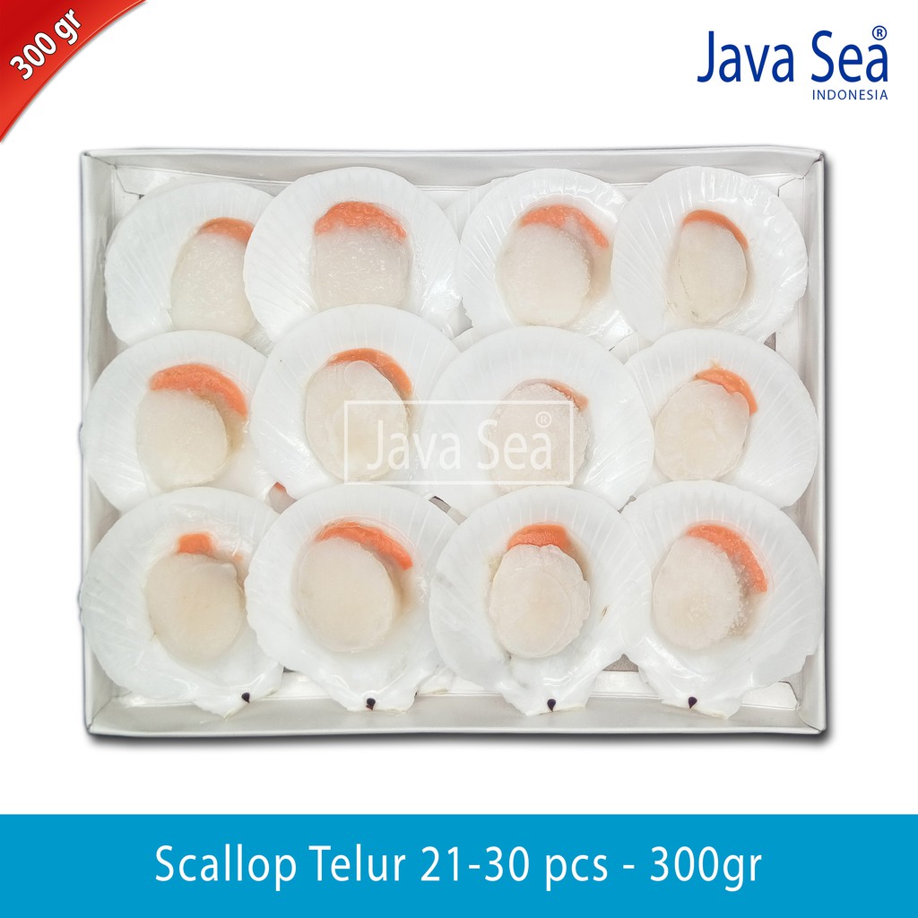 Jual Scallop Cangkang Telur 21-30 pcs pack 300gr Java Sea | Shopee ...